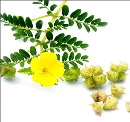 tribulus supplement for enhanced energy