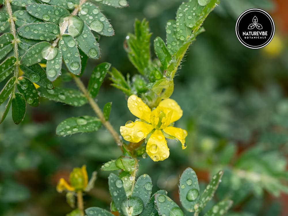 tribulus terrestris benefits in Canada