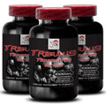 tribulus terrestris extract for muscle strength