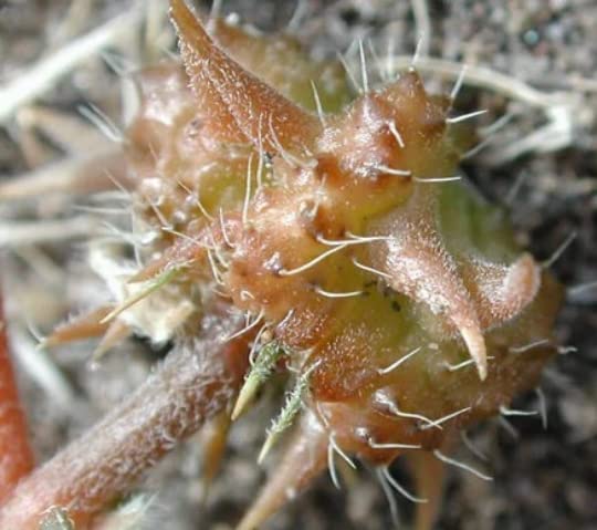 tribulus terrestris powder sourced in Canada