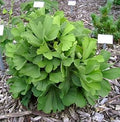 Troll Ginkgo Biloba healthy tree graft