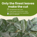 Tropical Teahouse soursop benefits