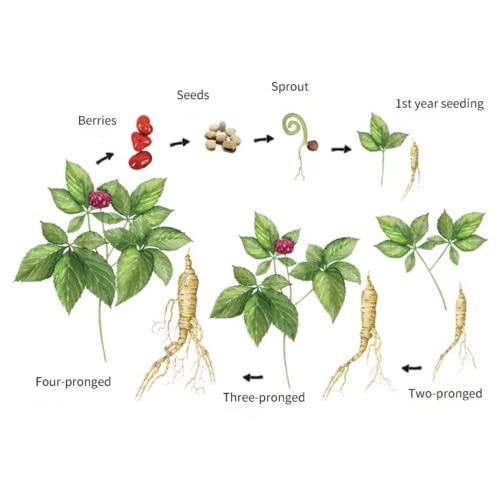 trusted ginseng for health benefits