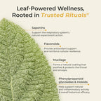 Trusted Rituals Mullein honey benefits