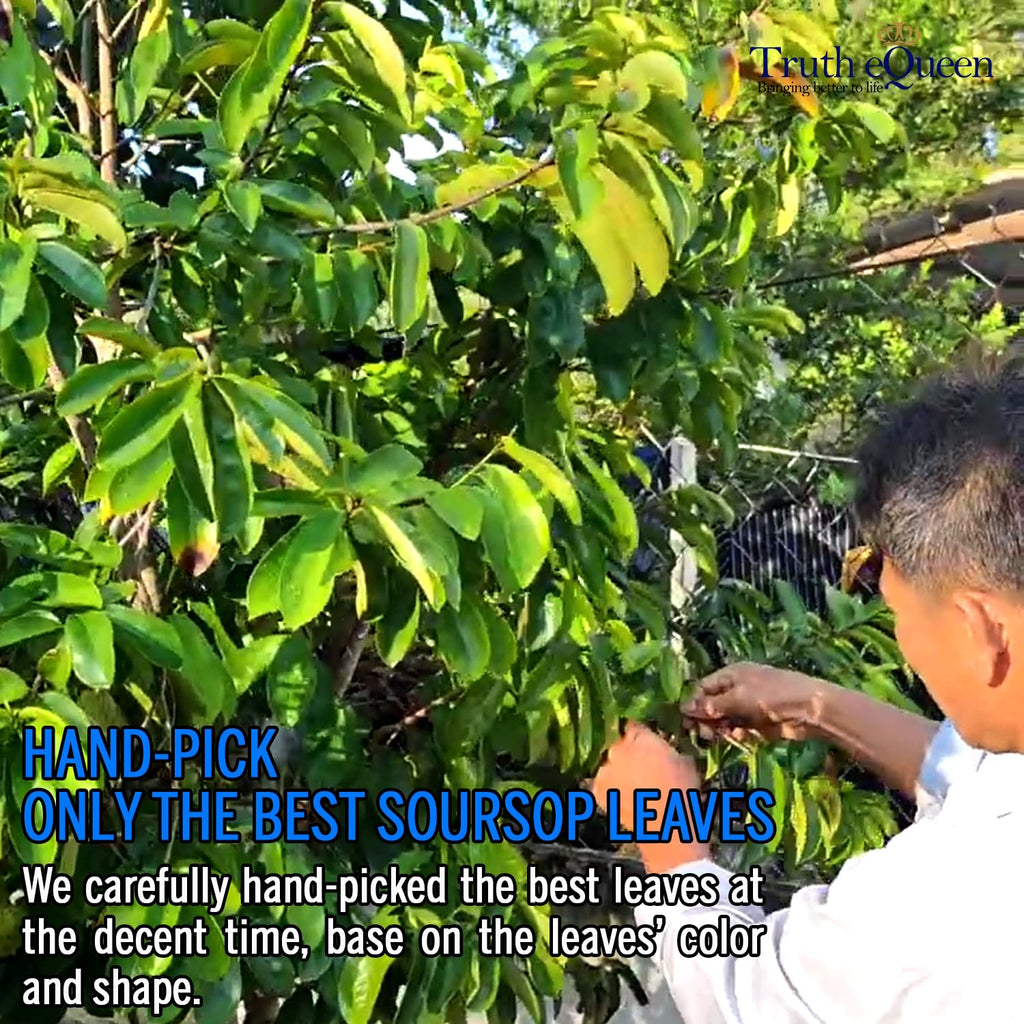 TRUTH EQUEEN soursop tea blend