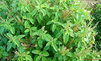 Tulsi capsules for daily wellness