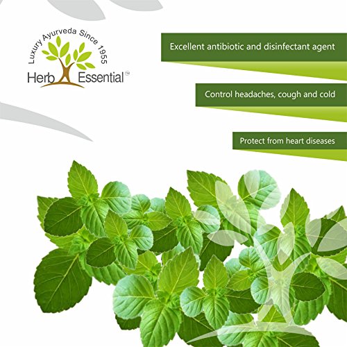 Tulsi powder for daily nutrition