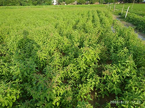 Tulsi powder for stress relief