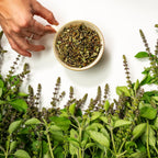 Tulsi tea for immune support
