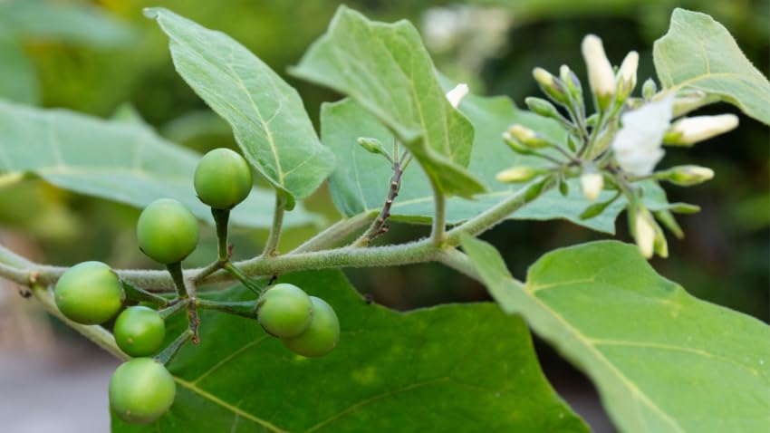 turkey berry leaves for overall wellness