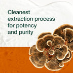 turkey tail extract for energy boost