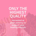 turkey tail extract for overall health
