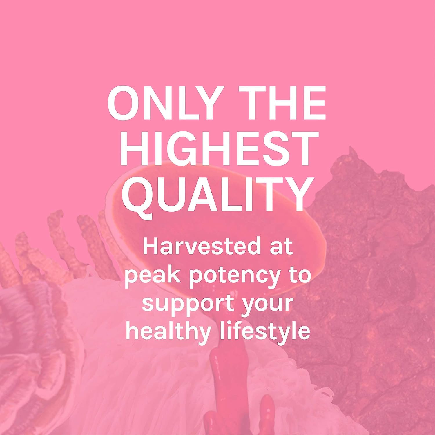 turkey tail extract for overall health