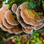 turkey tail mushroom cultivation kit