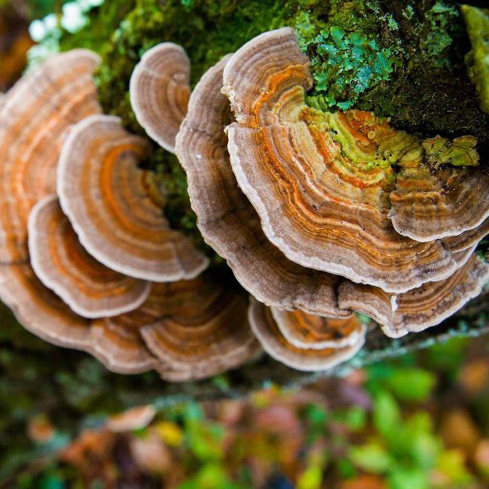 turkey tail mushroom cultivation kit