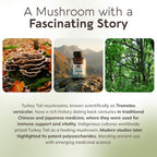 turkey tail mushroom for digestive health