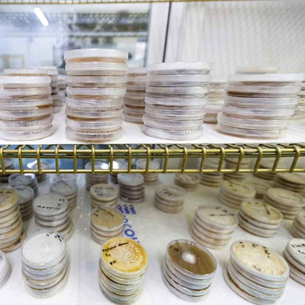 turkey tail mushroom liquid culture sample