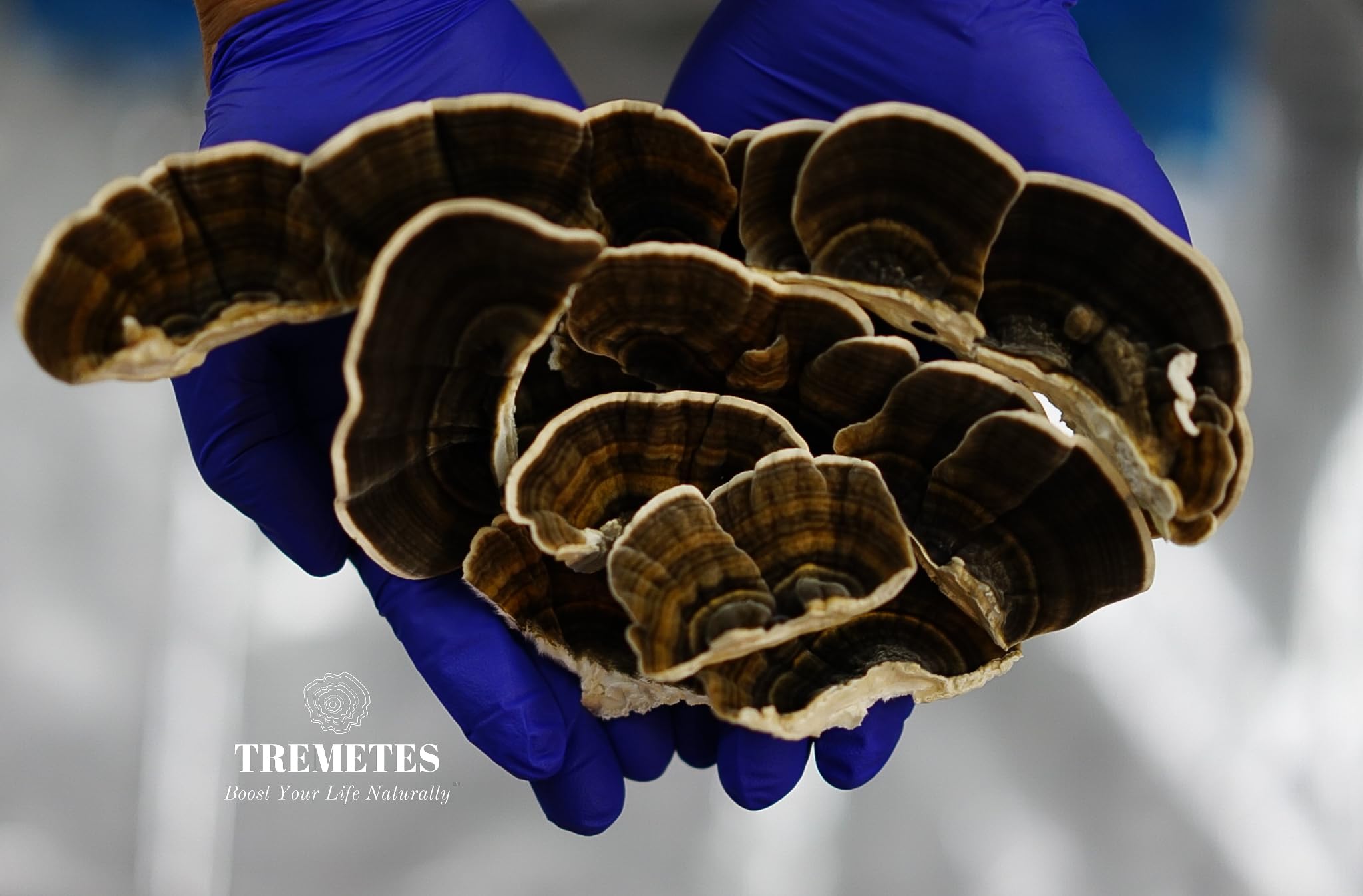 Turkey Tail mushroom pieces for brewing