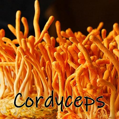 Turkey Tail mushrooms for gut health