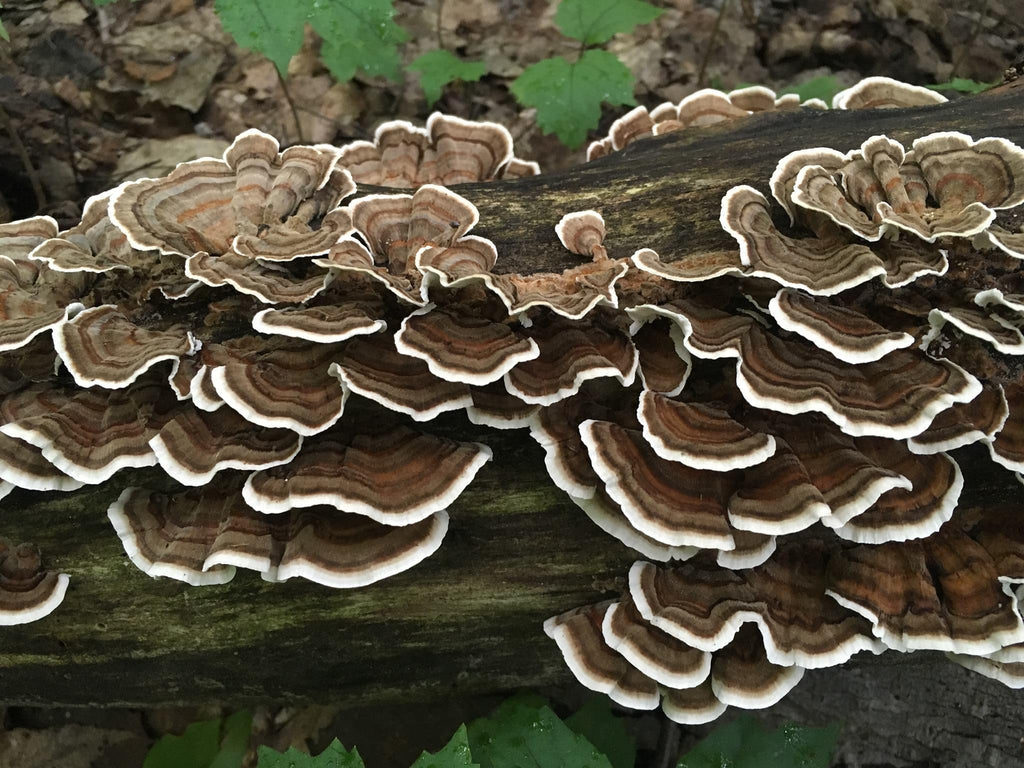 Turkey Tail mushrooms for health benefits