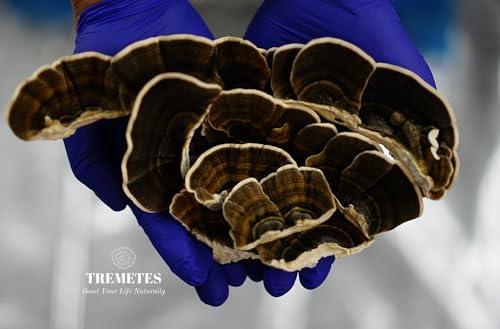 Turkey Tail mushrooms for holistic health