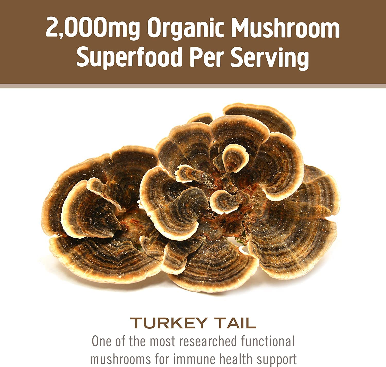 Turkey Tail mushrooms for vitality