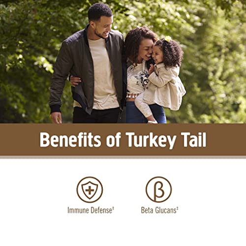 turkey tail superfood for immunity