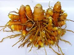 turmeric and black pepper synergy