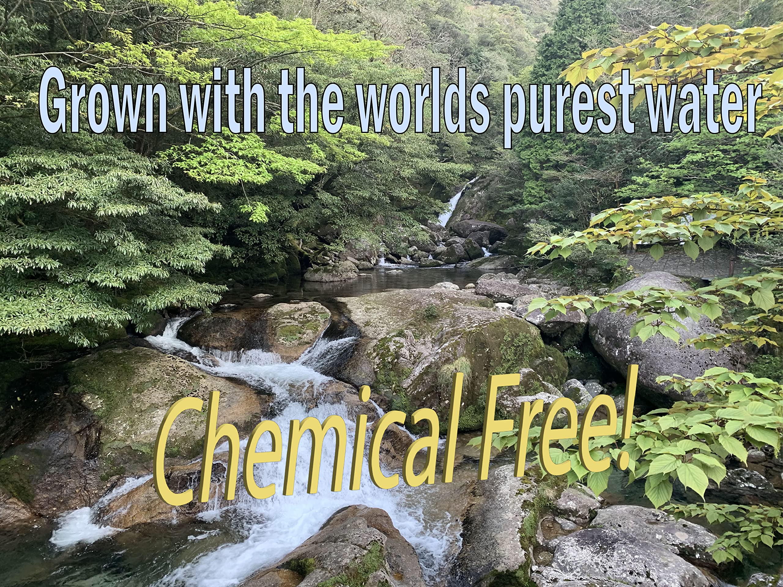 Turmeric supplement for active lifestyle