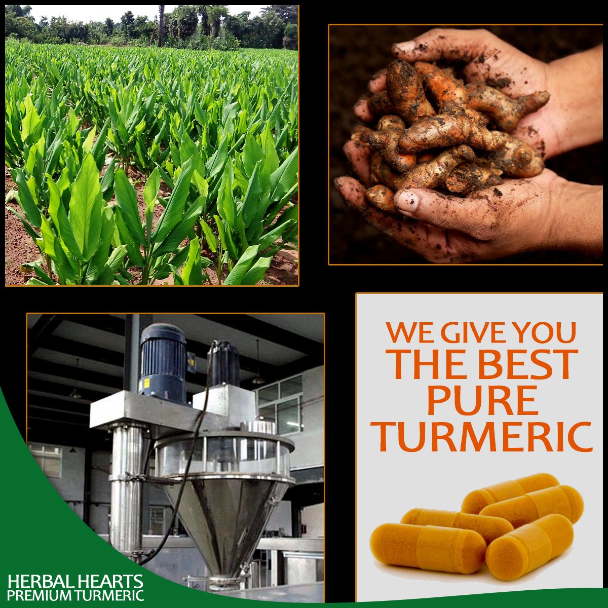 turmeric supplement for healthy metabolism