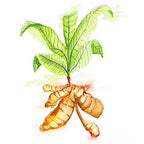 turmeric tea made easy with capsules