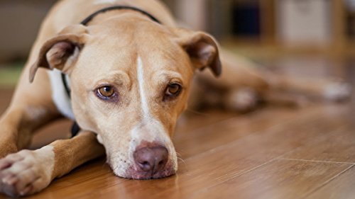 Two bottles of dog bladder support