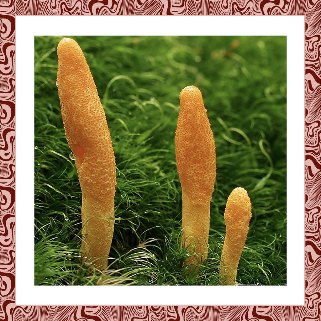two-pack cordyceps mushroom formula