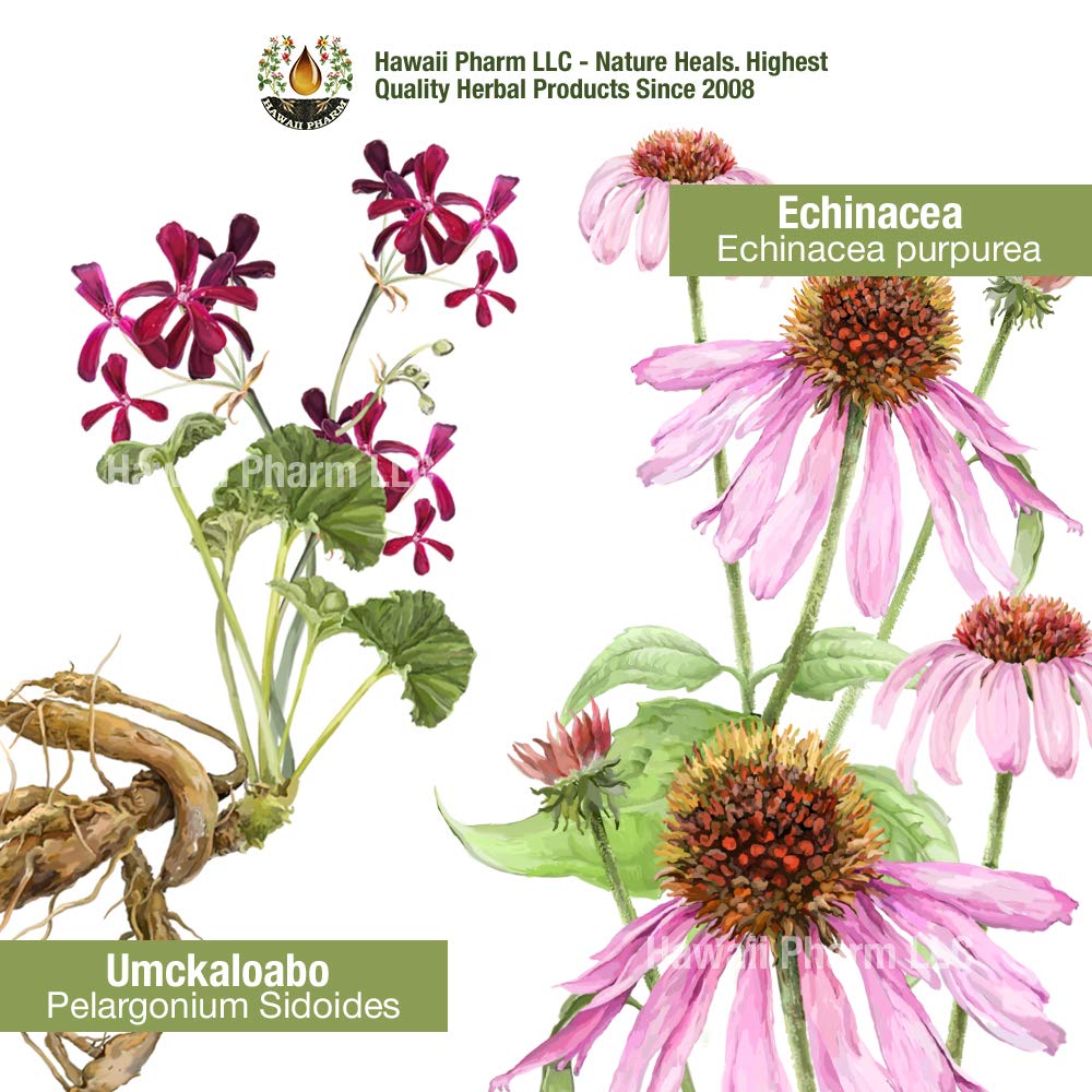 two pack echinacea tincture value