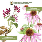 two pack echinacea tincture value