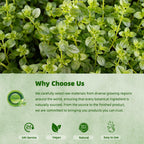 two-pack oregano oil for savings