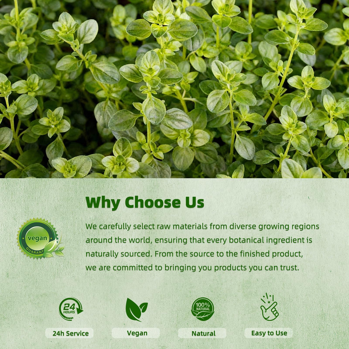 two-pack oregano oil for savings