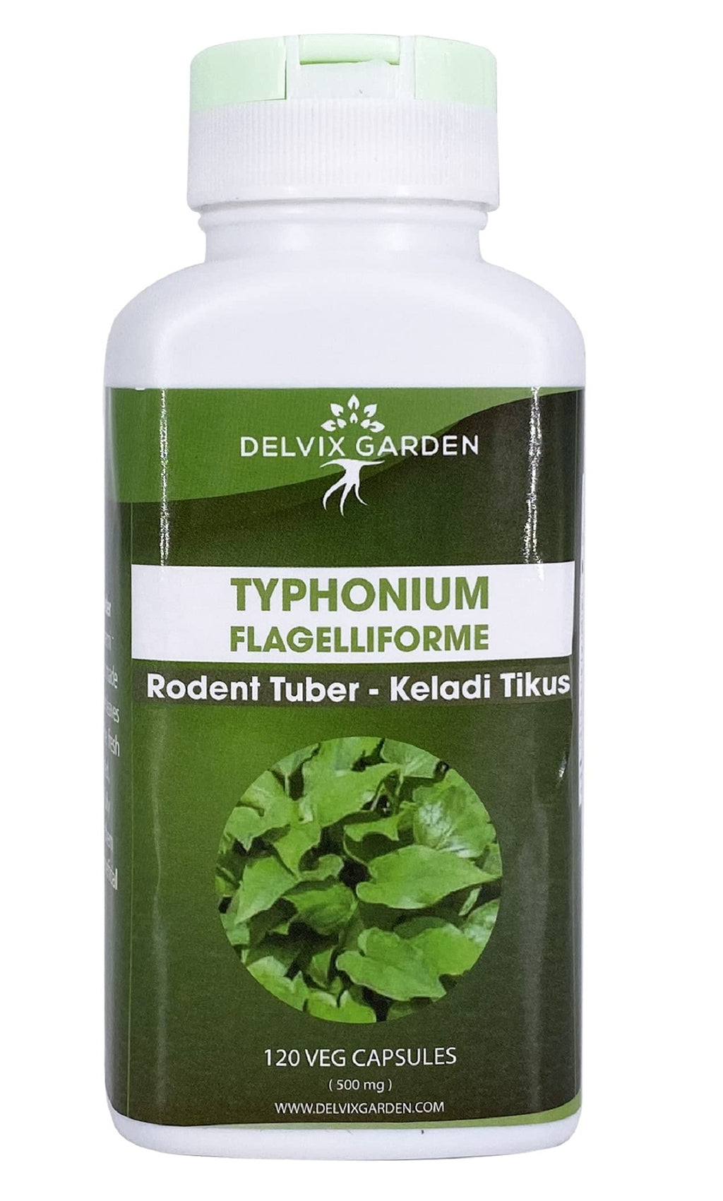Typhonium Flagelliforme health benefits