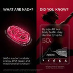 Ubiquinol for cellular support