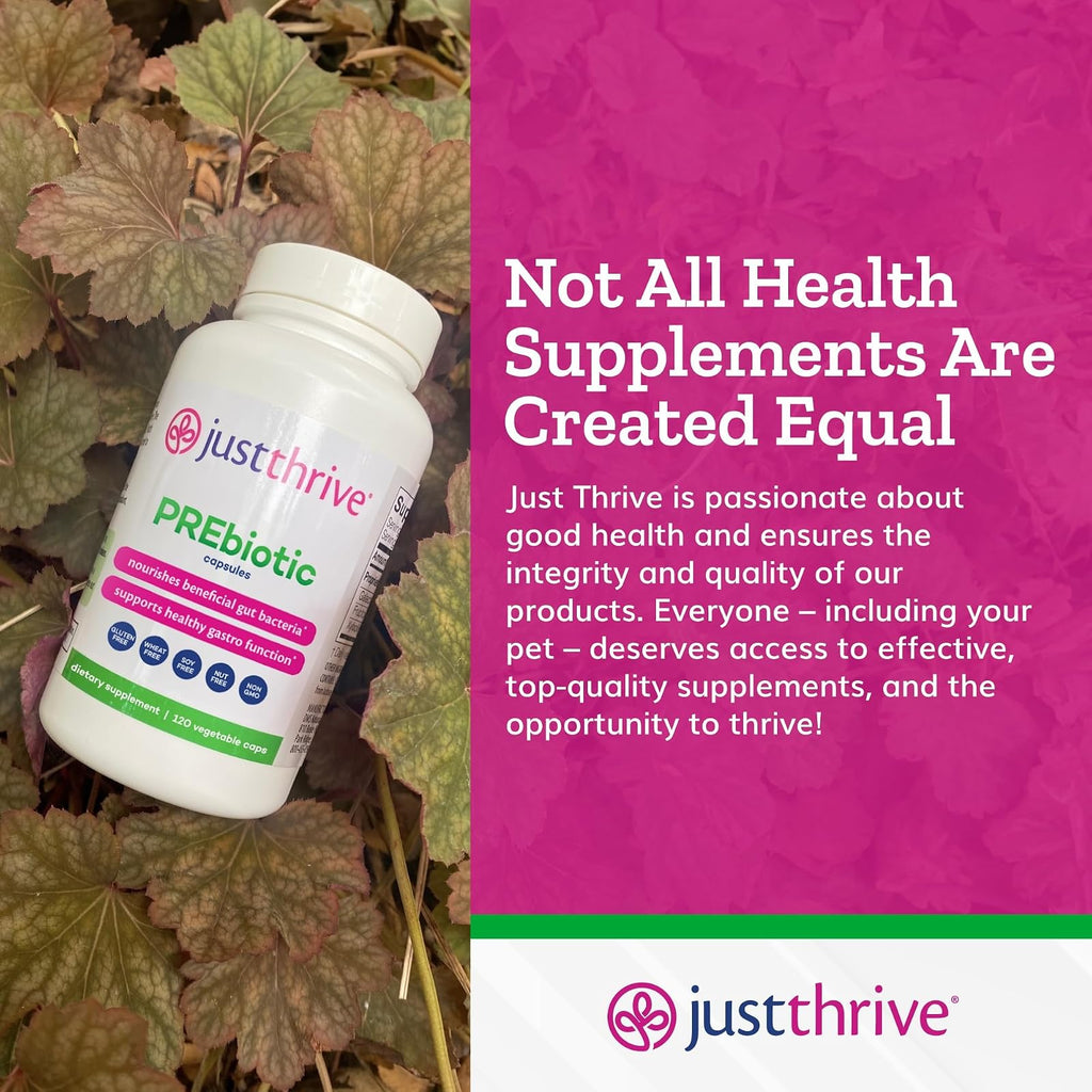 understanding prebiotics vs probiotics supplements