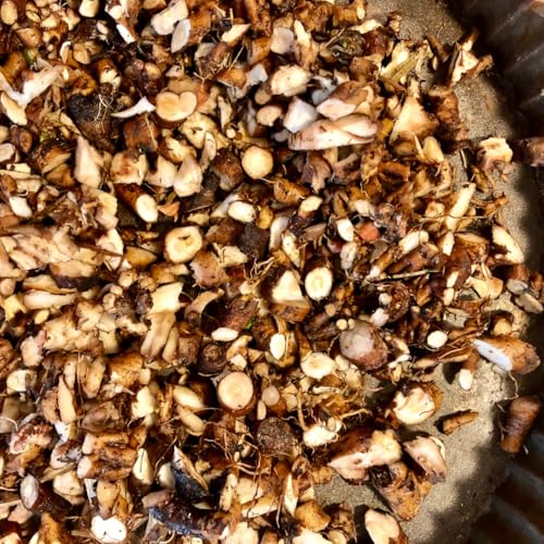 undiluted dandelion root extract