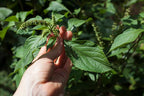 Unique Perilla Shiso herbal infusion