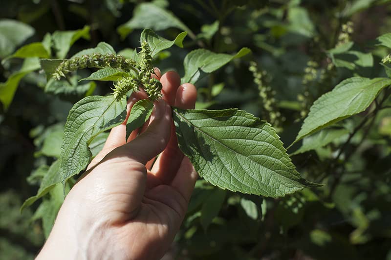 Unique Perilla Shiso herbal infusion