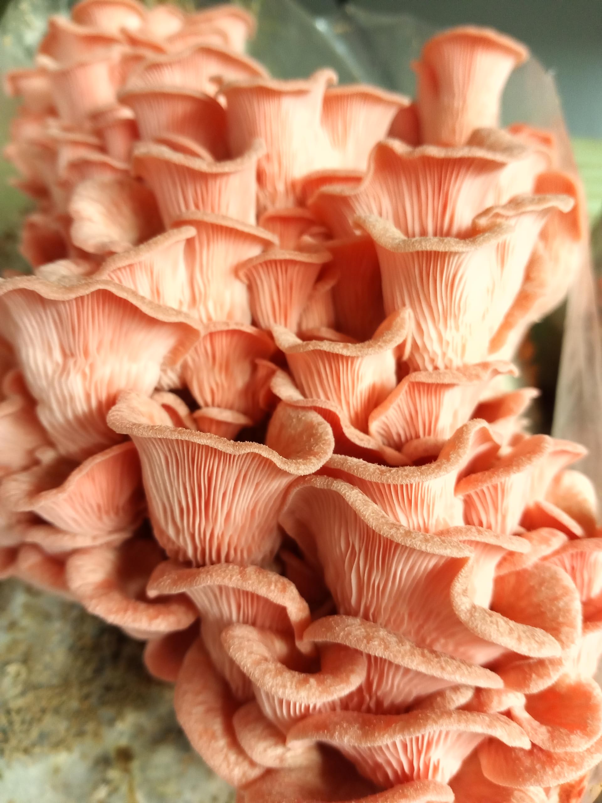 Unique pink oyster mushroom variety