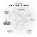 Urolithin Pro+ for cellular health