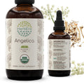 USDA organic echinacea root extract