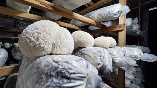 USDA organic mushrooms for health