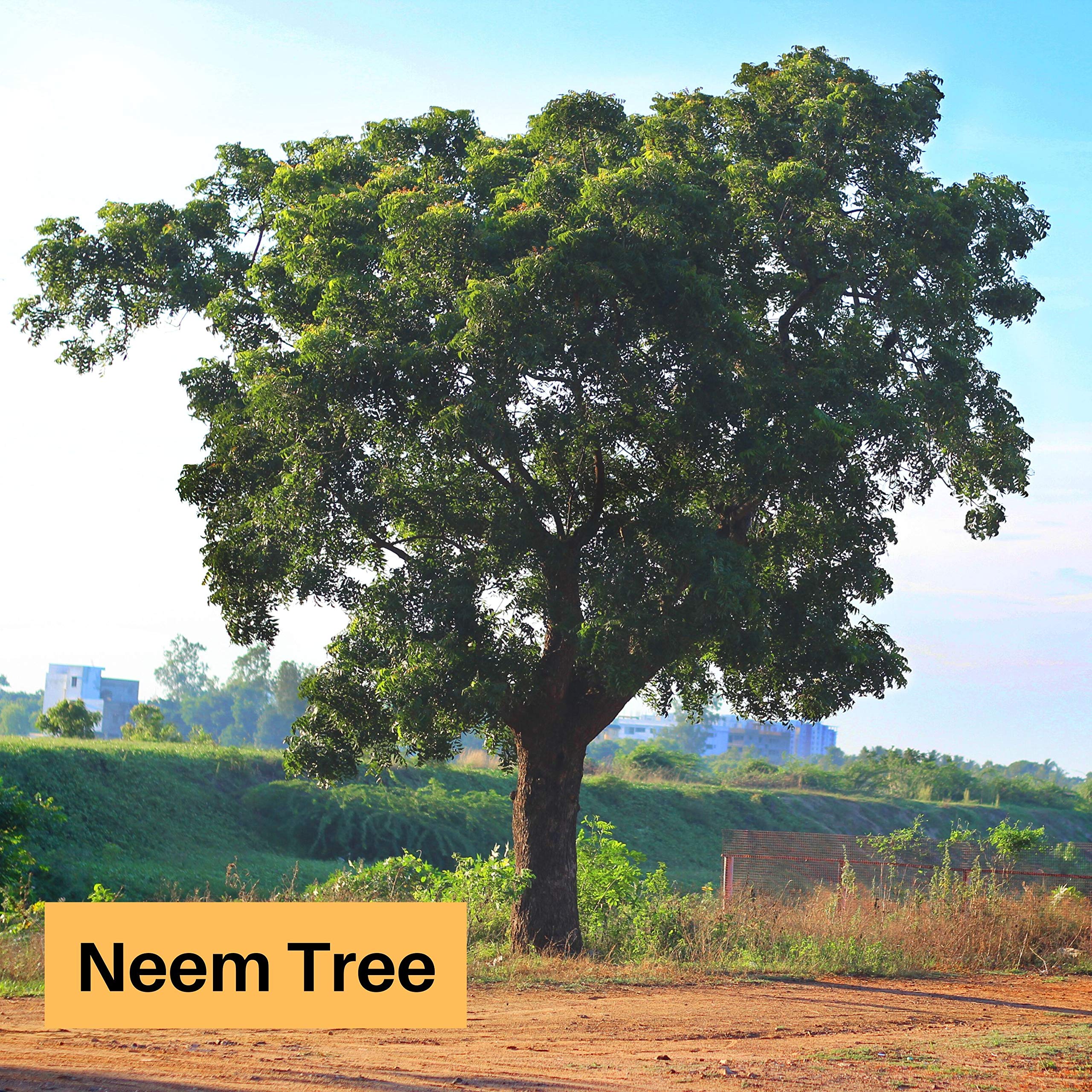 USDA organic neem leaf supplement