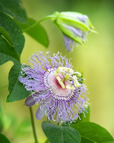 USDA organic passionflower for tranquility