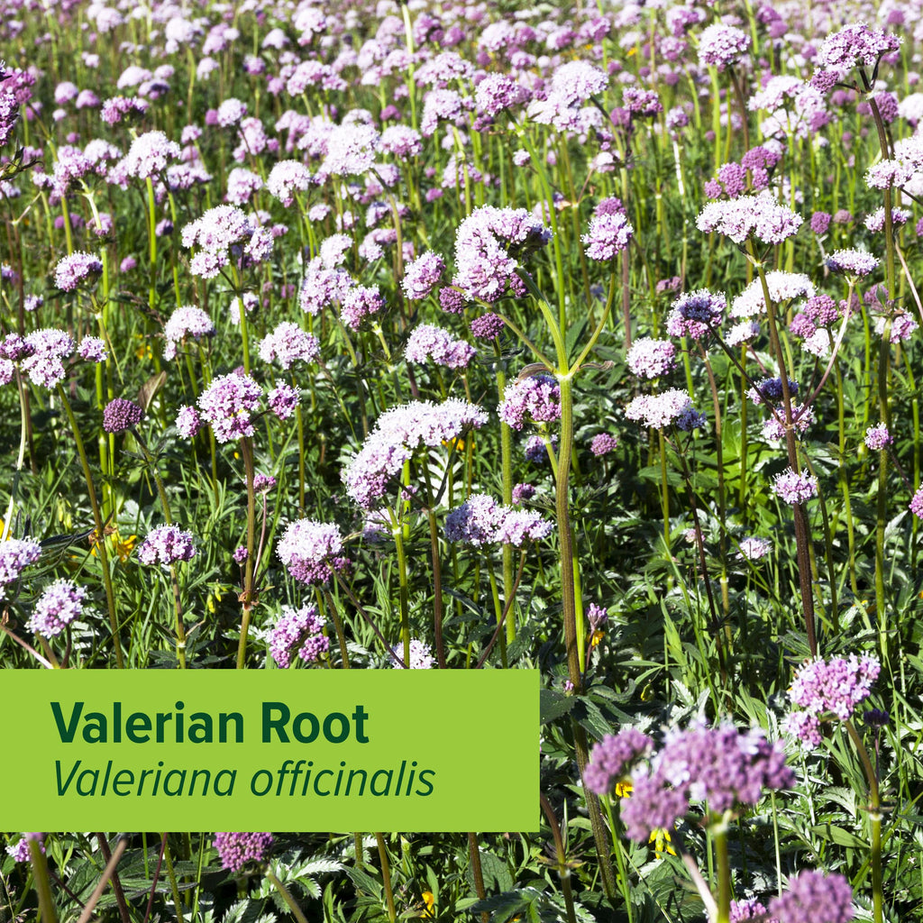 USDA organic valerian drops